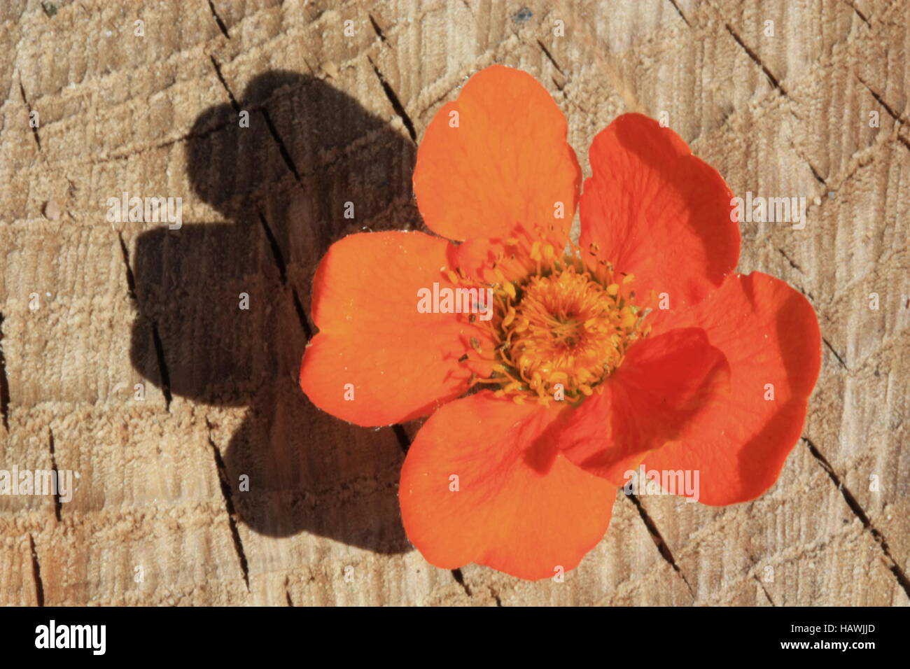 Geum flower on wood Stock Photo - Alamy