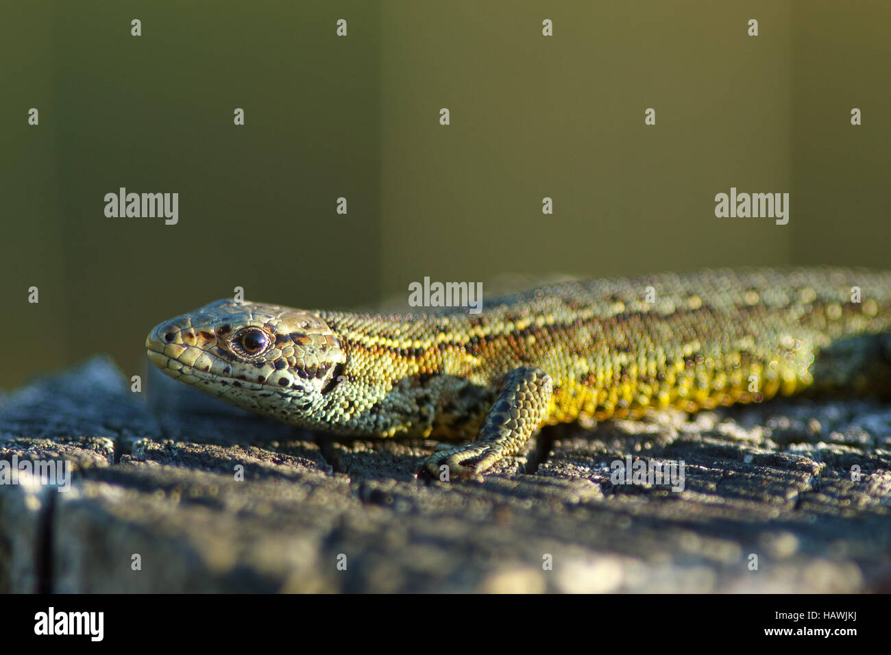 viviparous lizard - Zootoca vivipara Stock Photo - Alamy