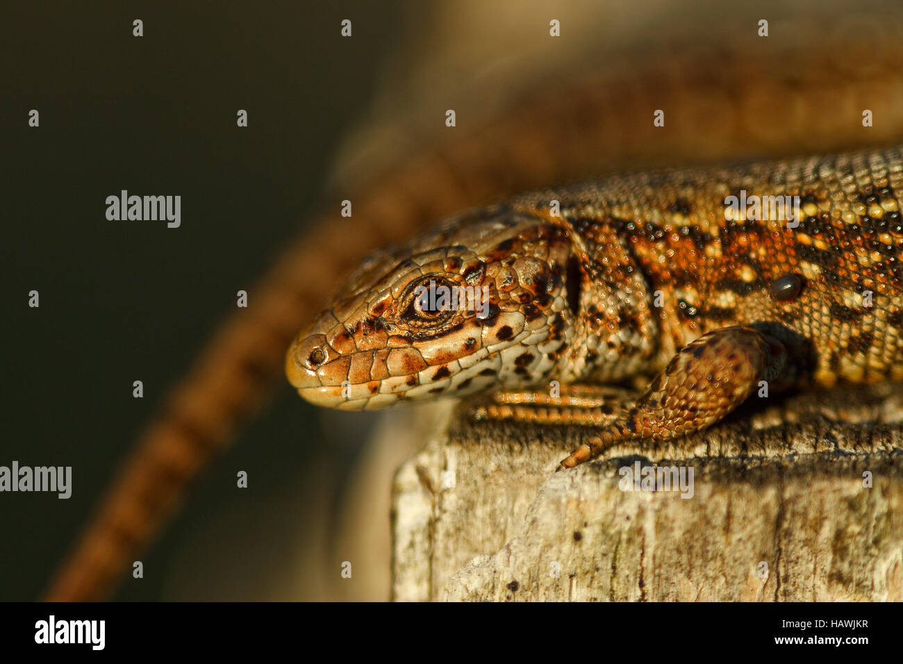 viviparous lizard - Zootoca vivipara Stock Photo - Alamy