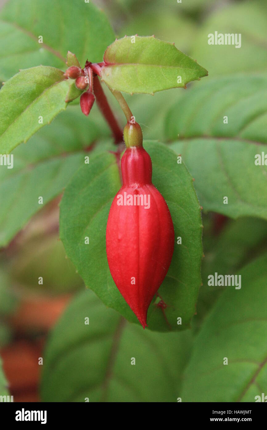 Fuchsia bud hi-res stock photography and images - Alamy