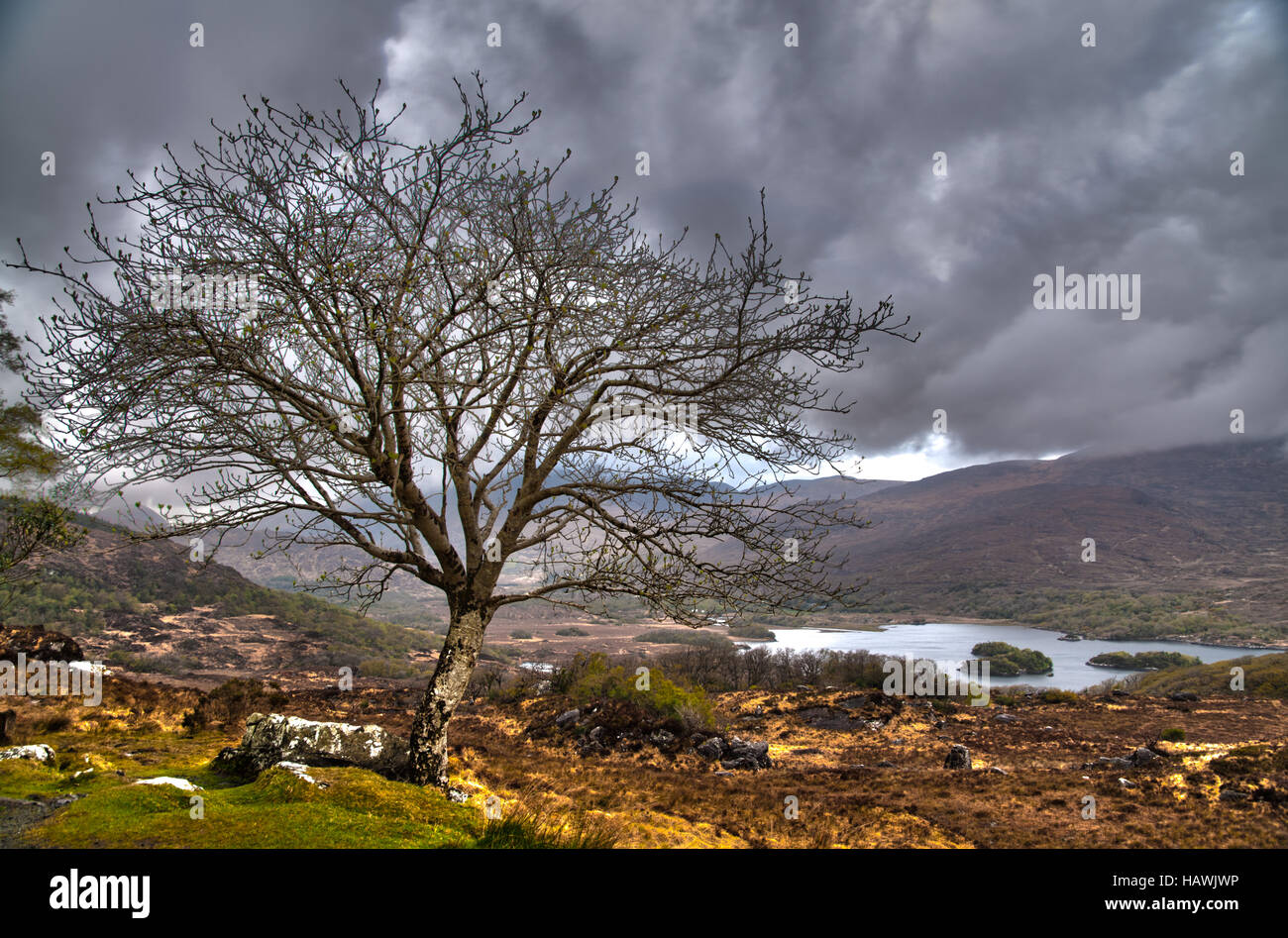 Gewitter gewitter baum hi-res stock photography and images - Alamy