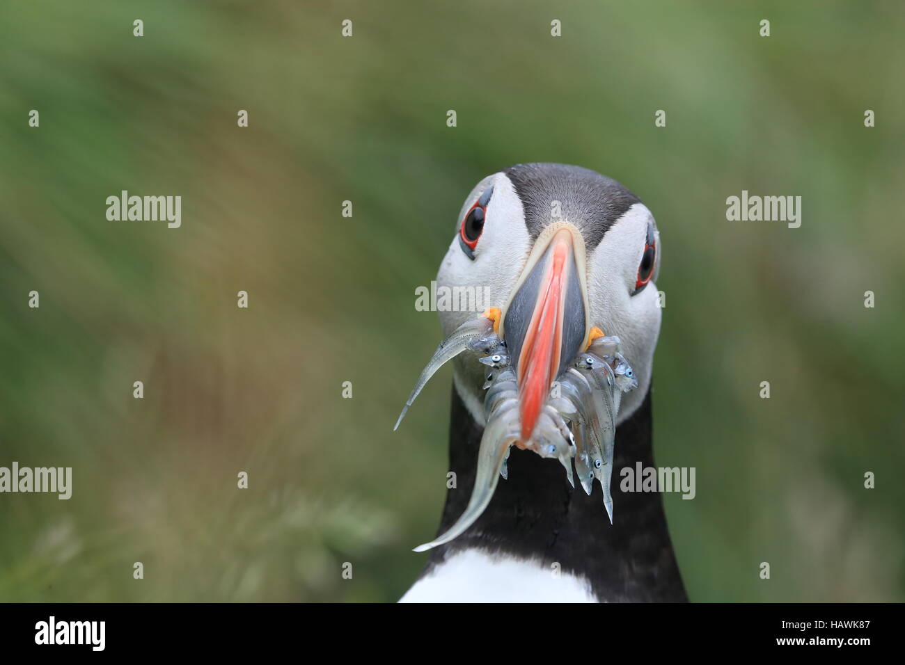 Atlantic Puffin with fish in mouth Iceland Stock Photo - Alamy