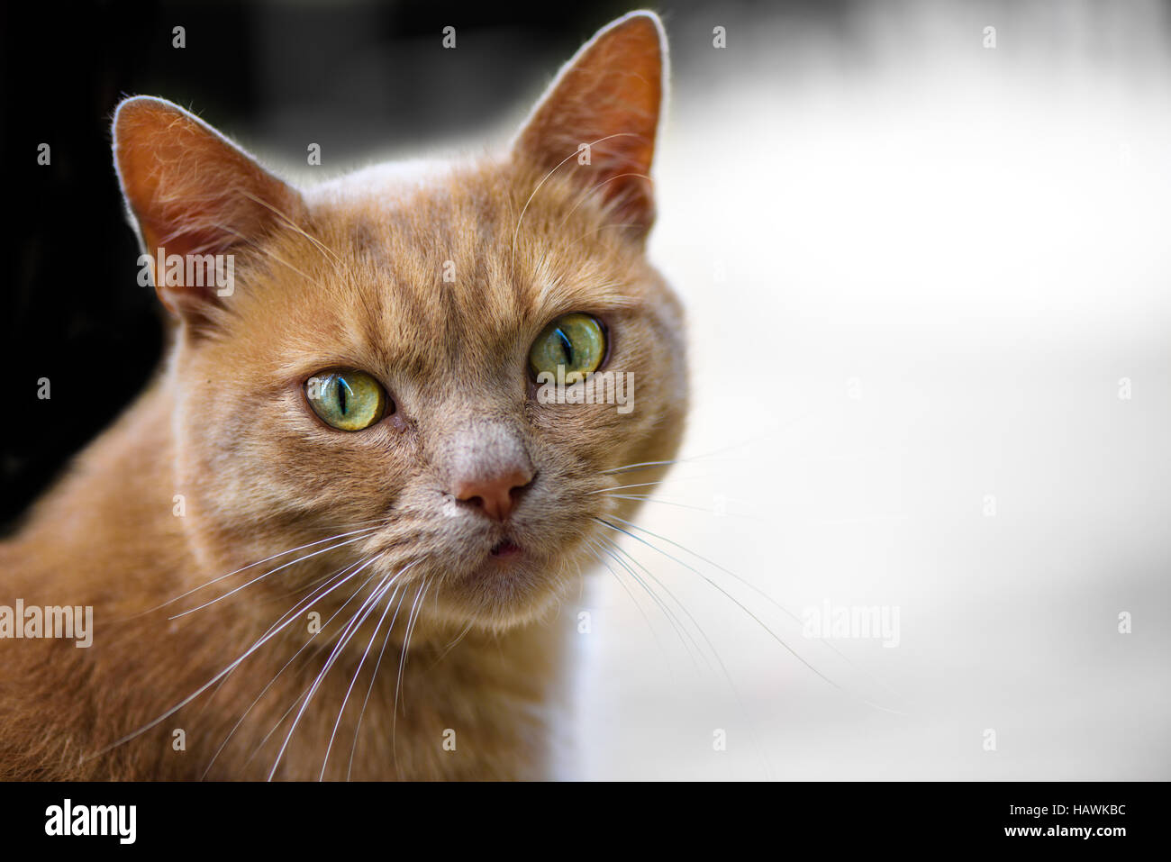 Ginger cat looks at camera beautifully Stock Photo - Alamy