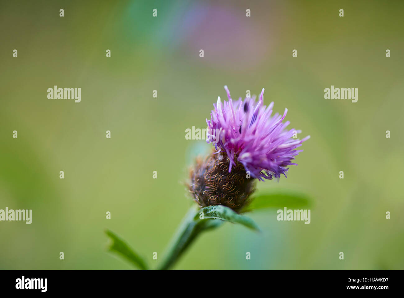 Stem of plant, microscope hi-res stock photography and images - Alamy