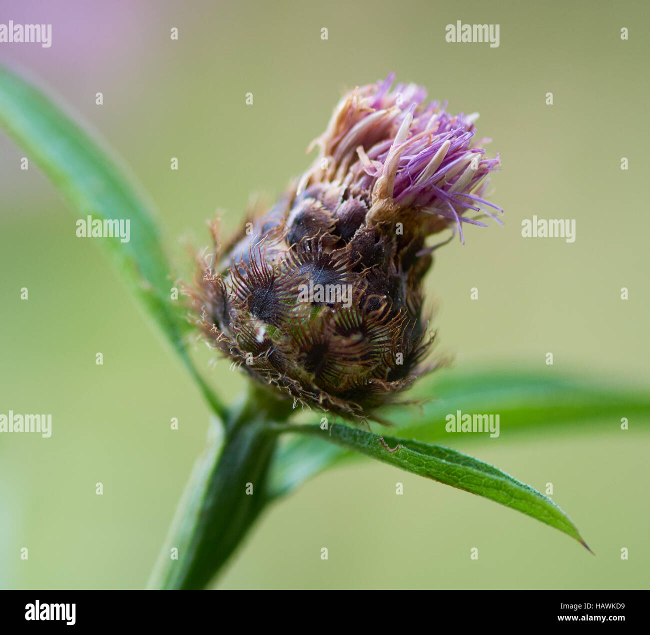 Extreme Close-Up of Purple plant head Stock Photo - Alamy