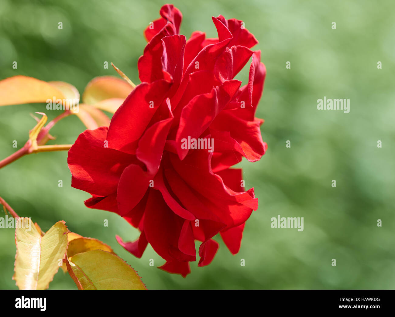 Wild red rose to the right, sunny day Stock Photo - Alamy