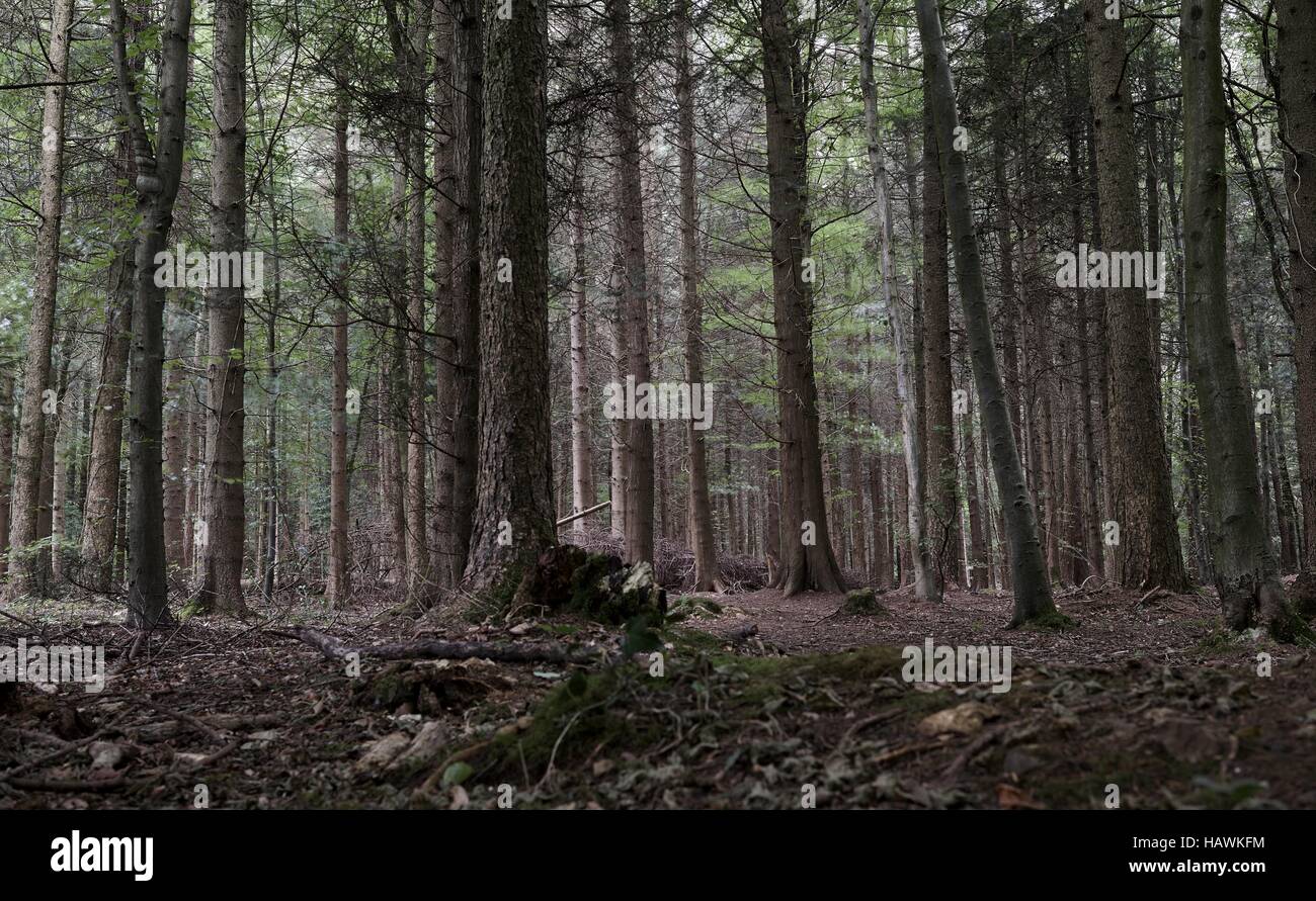 Desaturated tall forest trees Stock Photo - Alamy
