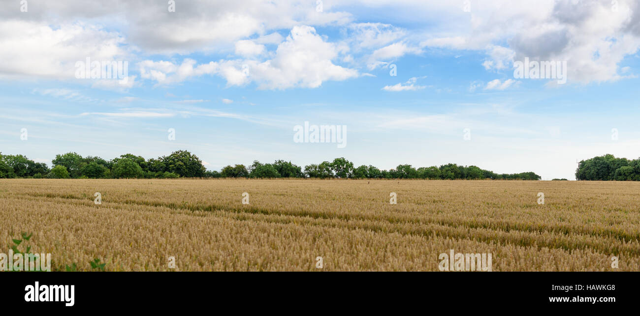 Wheatfield Landscape Panorama Stock Photo - Alamy