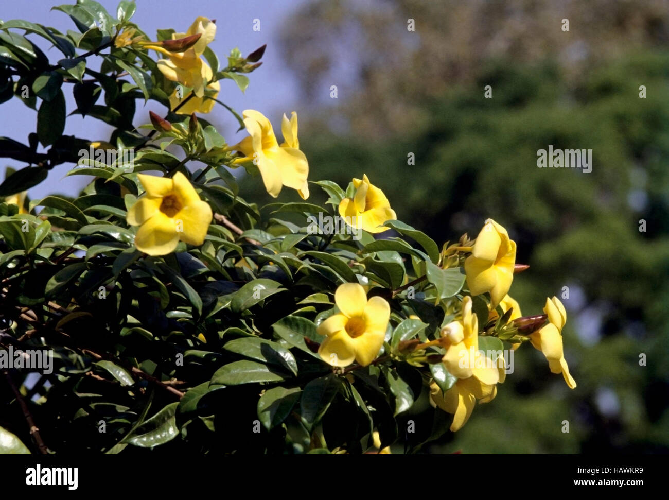Bush allamanda , Allamanda schottii, Yellow Flower Stock Photo - Alamy
