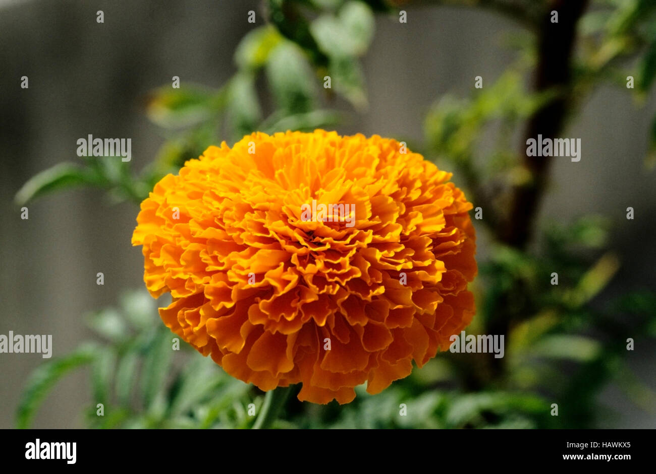 Marigold flowers, Calendula officinalis Stock Photo - Alamy