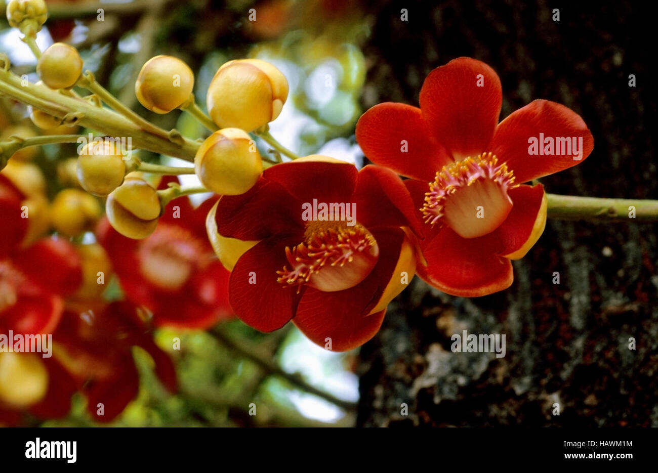 Long tangled stems hi-res stock photography and images - Alamy