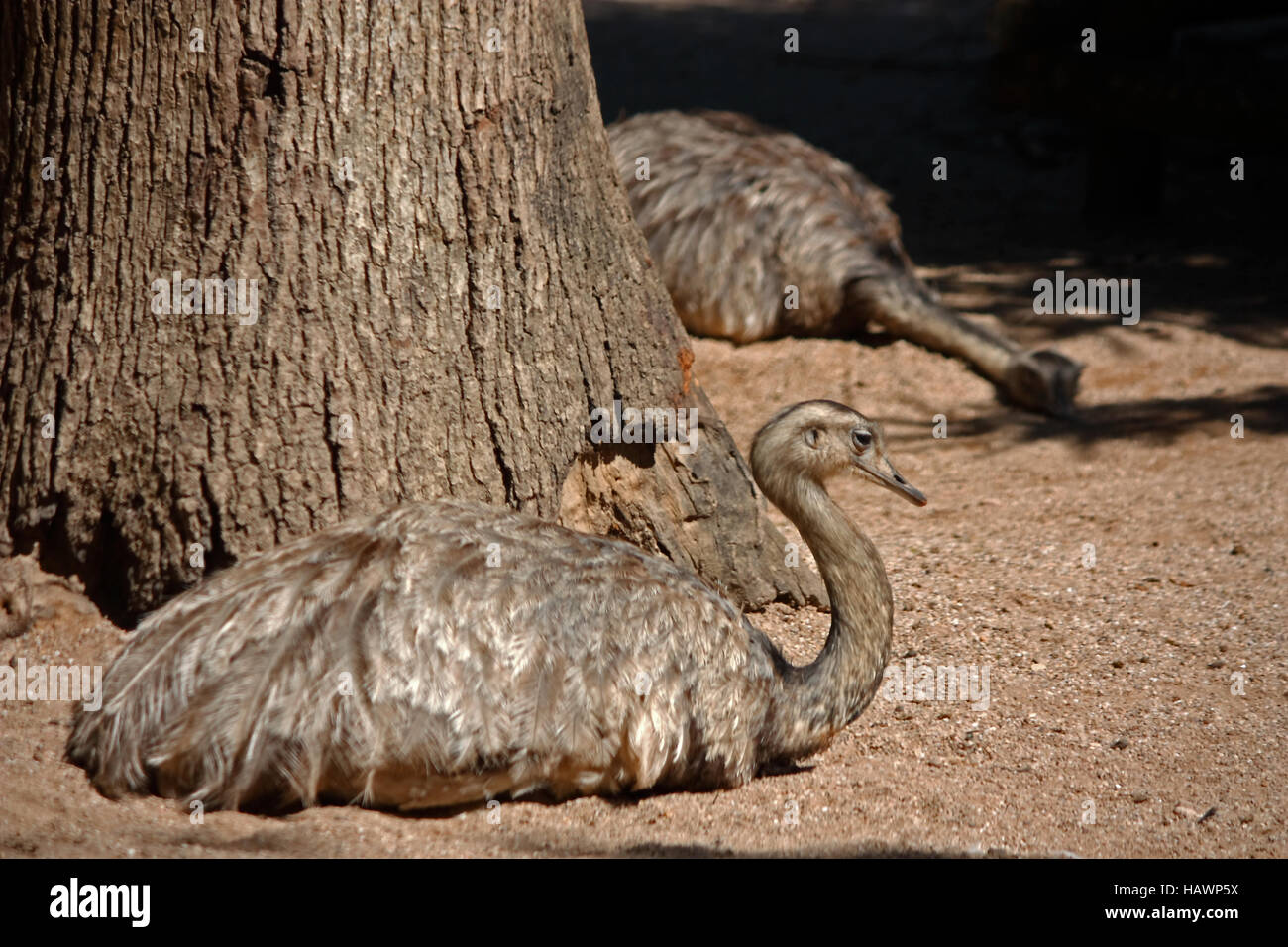 Amerikana of rhea hi-res stock photography and images - Alamy