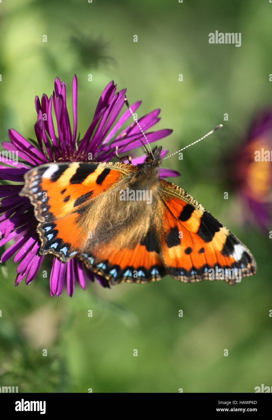 Kleine aster hi-res stock photography and images - Alamy