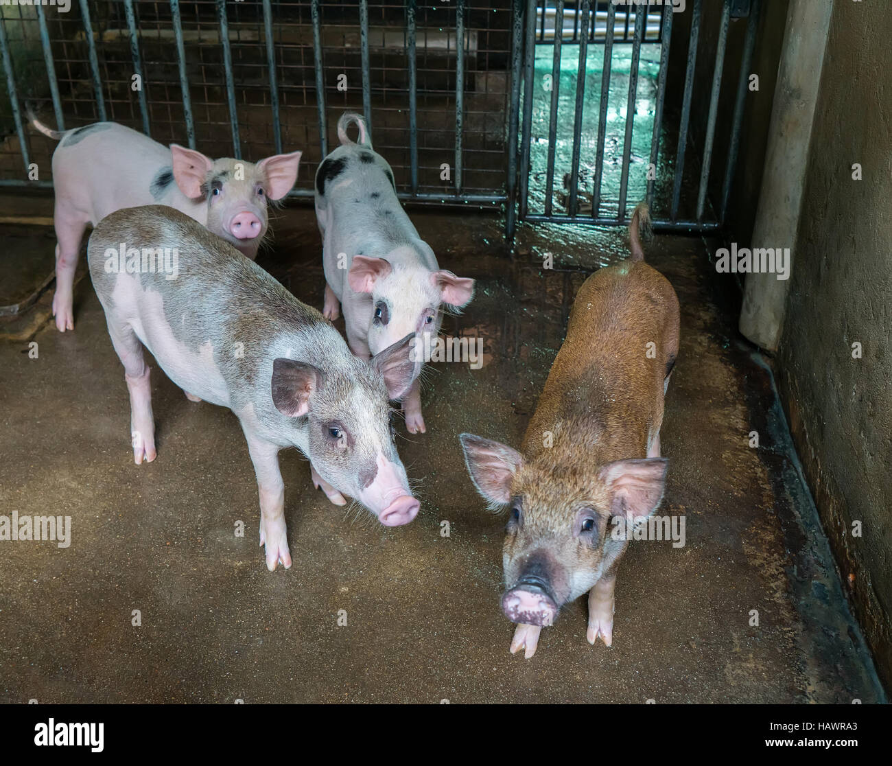 pigs on the farm Stock Photo - Alamy