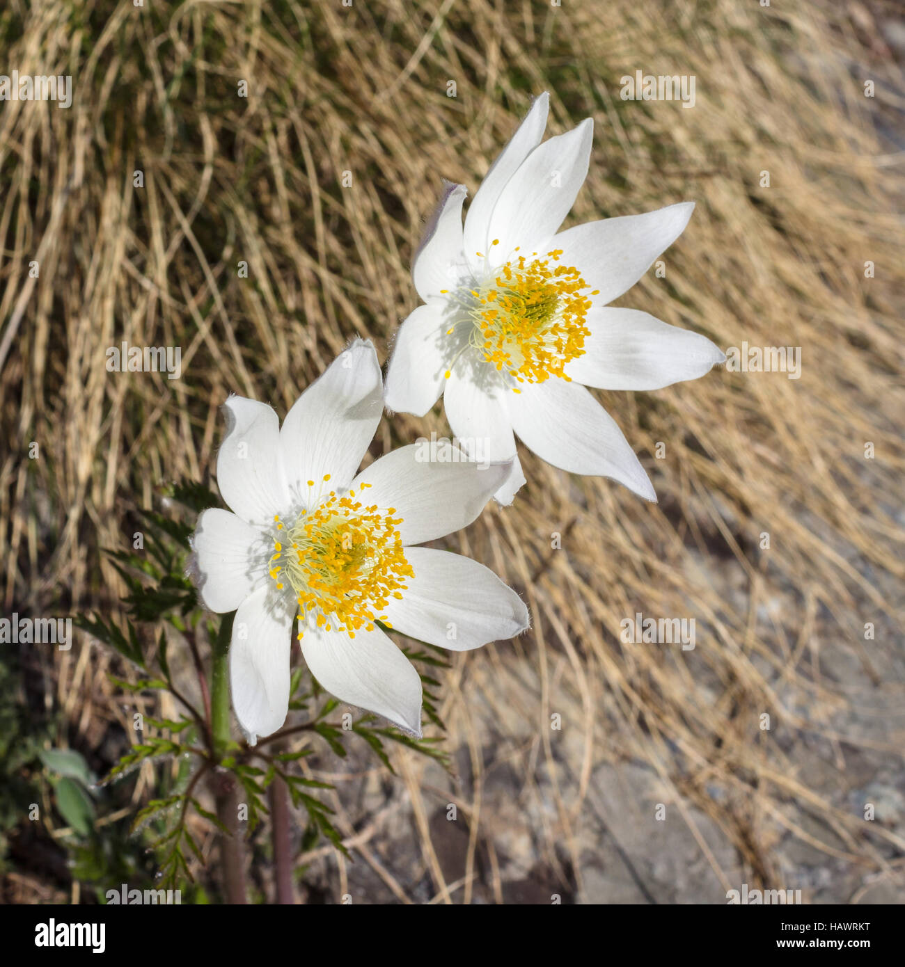 Alpine flower Pulsatilla Alpina (windflower), Aosta valley Stock Photo ...