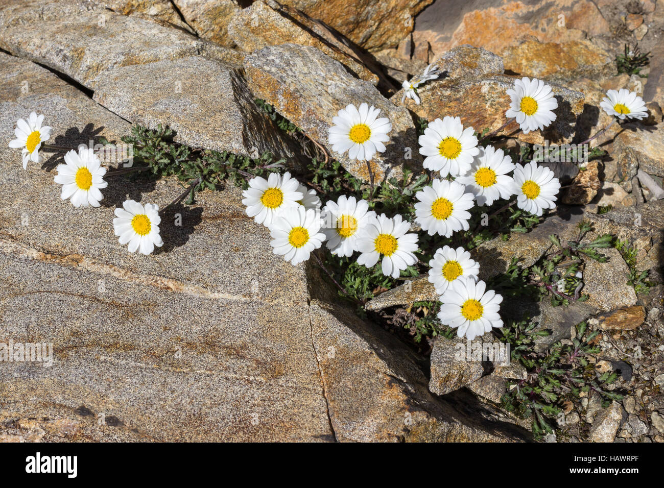 Alpine flower Leucanthemopsis alpina (alpine moon daisy), Aosta valley ...