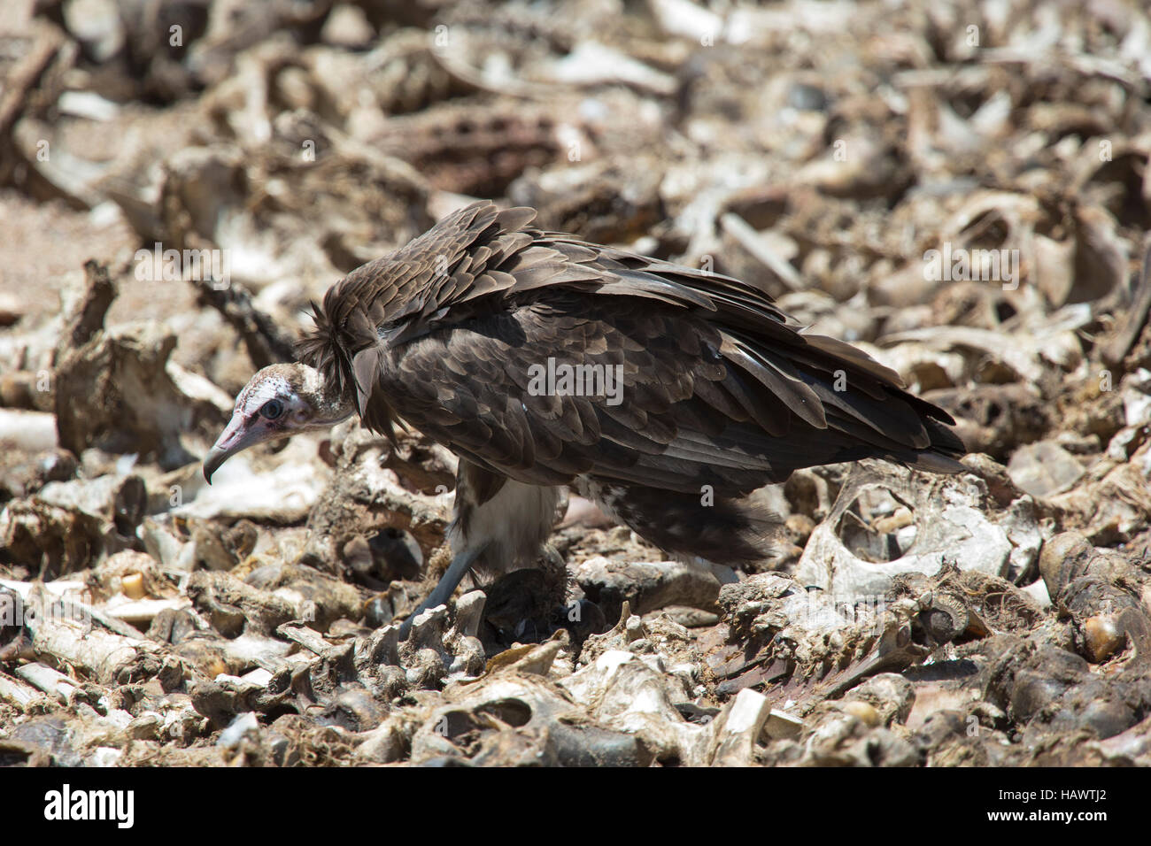 Vulture death hi-res stock photography and images - Alamy