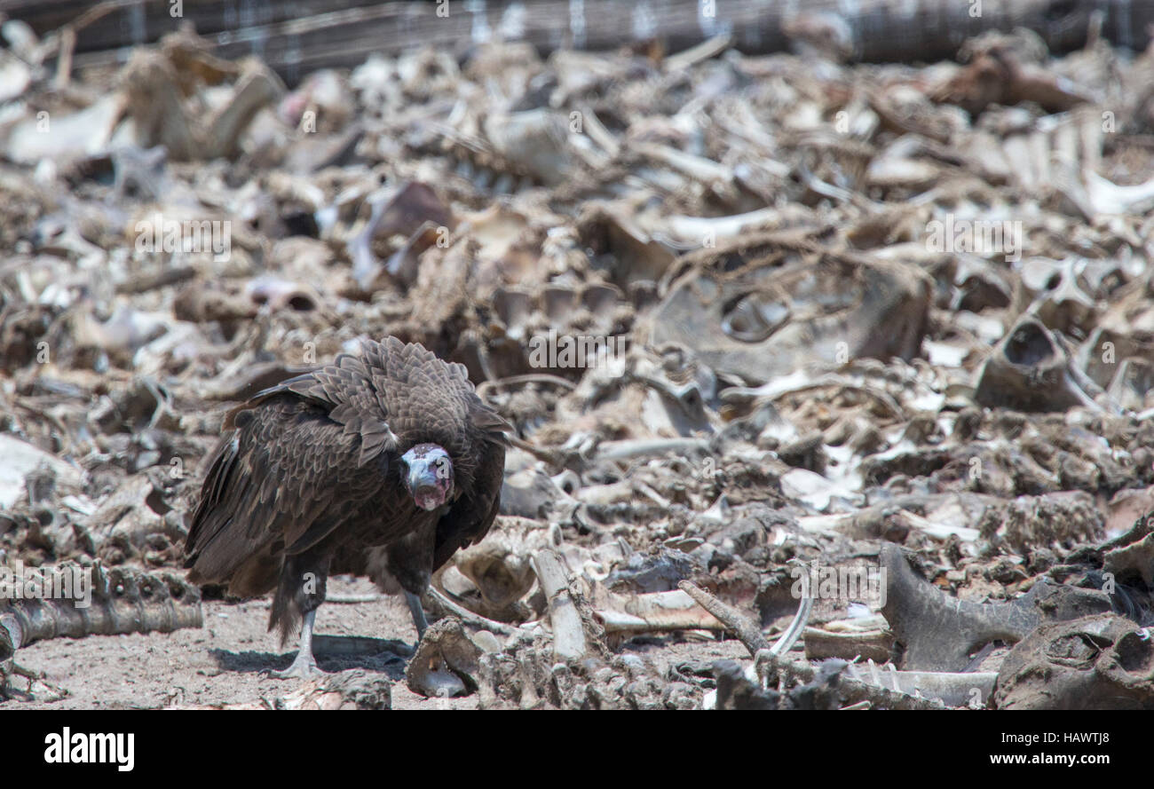Vulture death hi-res stock photography and images - Alamy