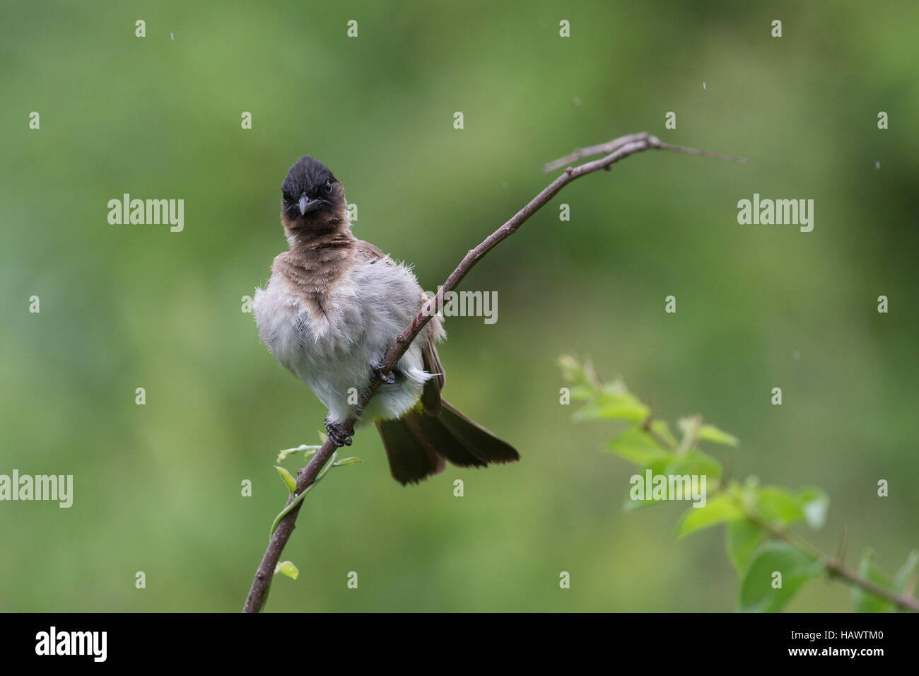 A dark-capped bulul or black-eyed bulbul (pycnonotus tricolor) in ...
