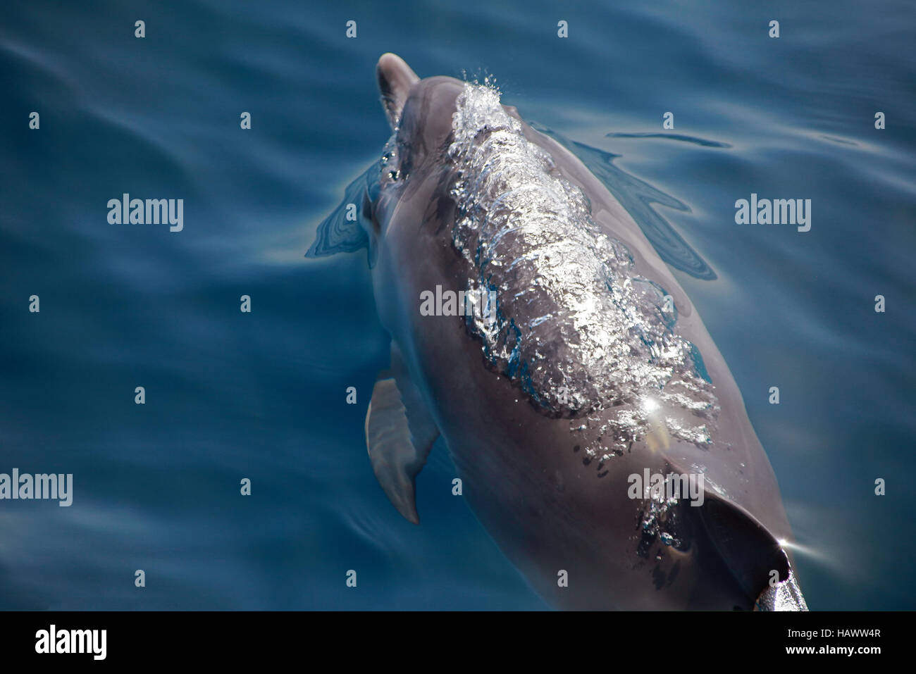 Delfin hi-res stock photography and images - Alamy