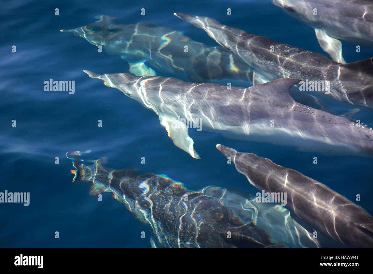 Delfin delfin hi-res stock photography and images - Alamy
