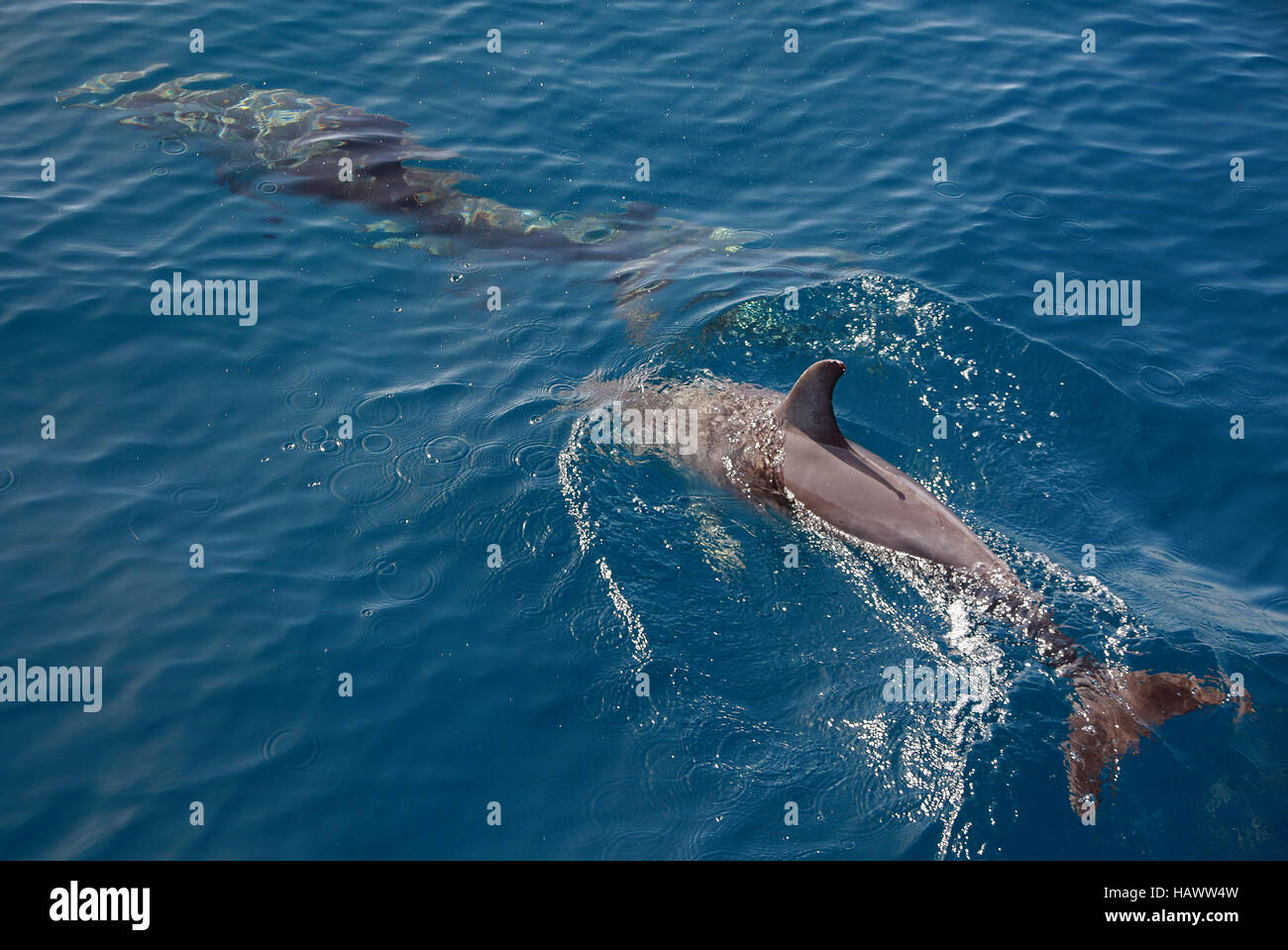 Delfin hi-res stock photography and images - Alamy