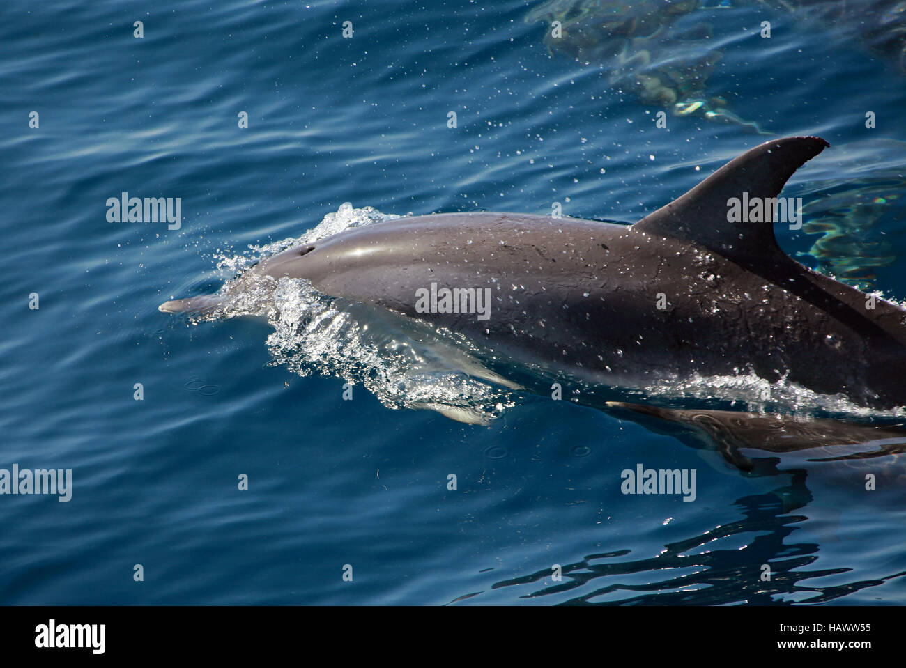 Delfine hi-res stock photography and images - Alamy