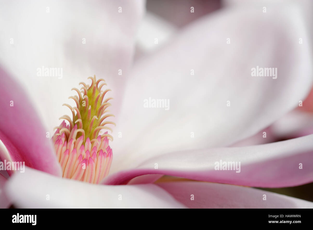 Magnolia pl hi-res stock photography and images - Alamy