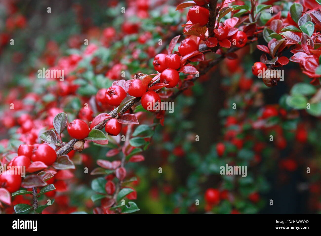 Cotoneaster cotoneaster hi-res stock photography and images - Alamy