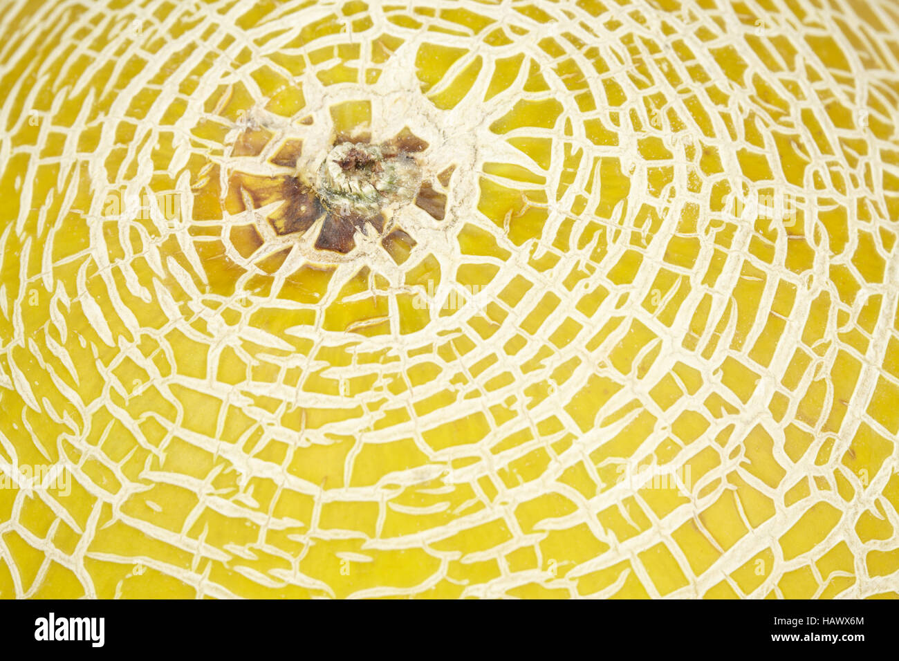 Galiamelone - Close Up Stock Photo - Alamy