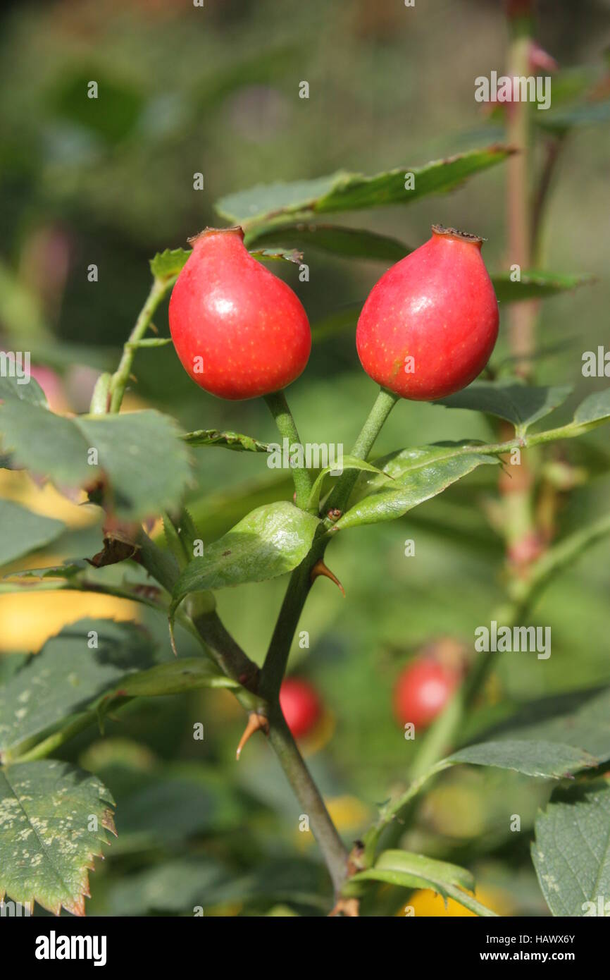 Rose hips, rose Stock Photo - Alamy