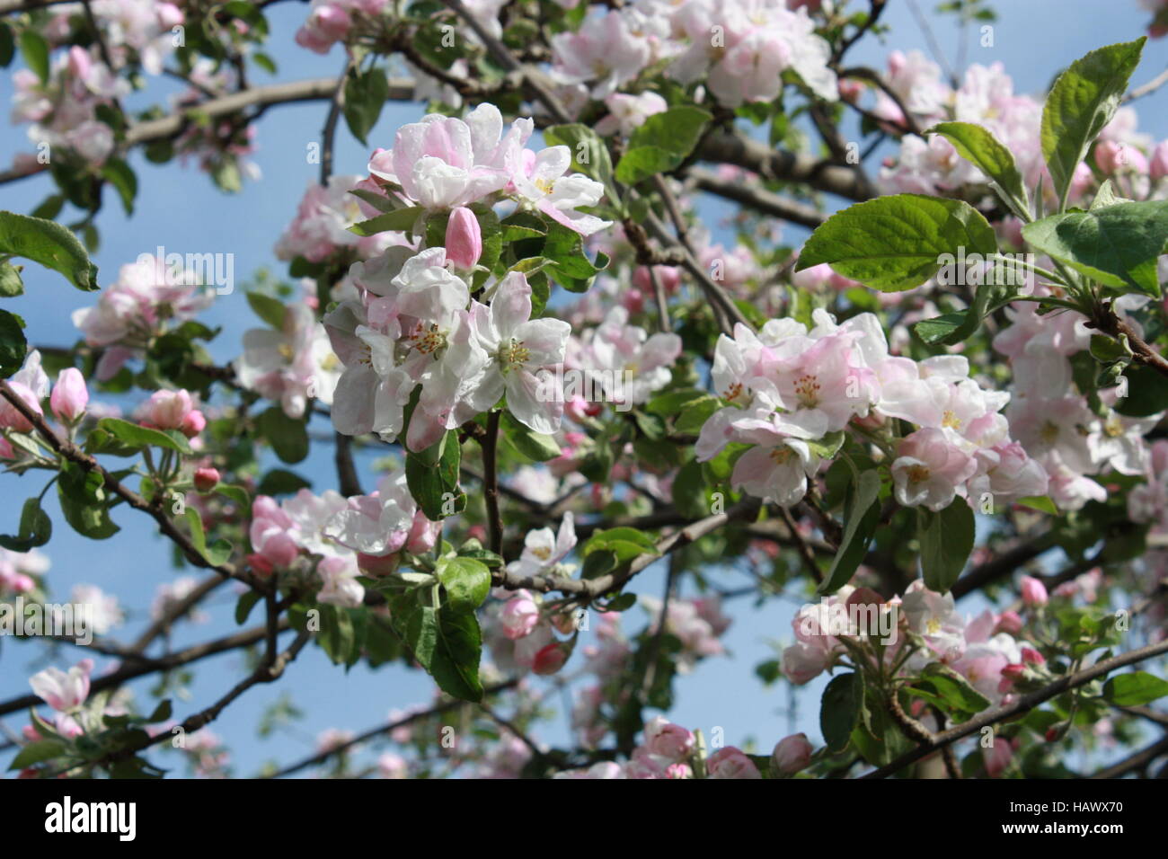 Apfelbluten hi-res stock photography and images - Alamy