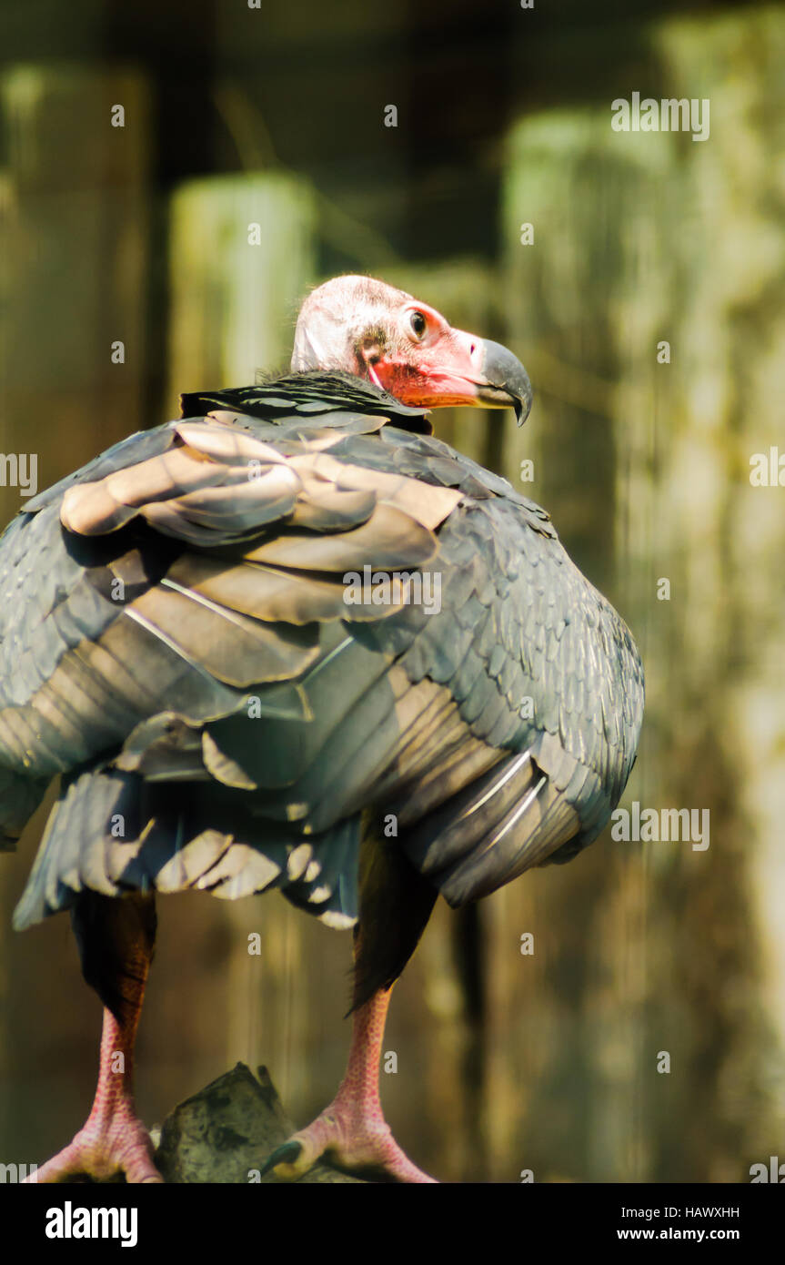 Geier illustration hi-res stock photography and images - Alamy