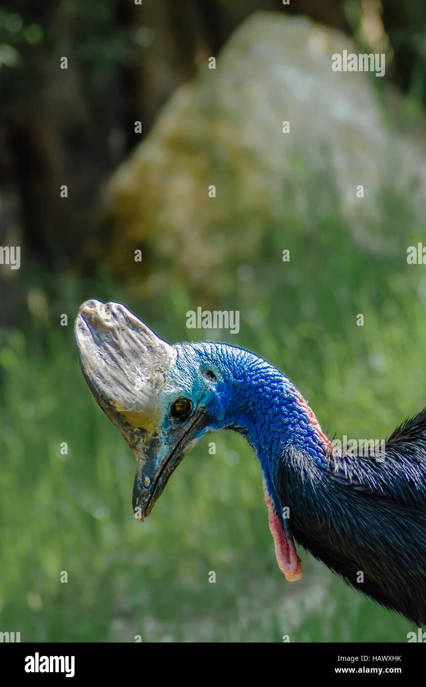 Elefantin hi-res stock photography and images - Alamy