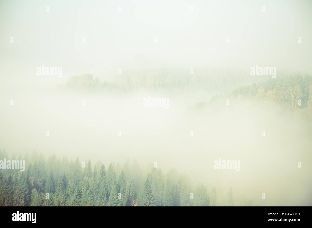 thick fog covered with thick coniferous forest. forest with a bird's ...