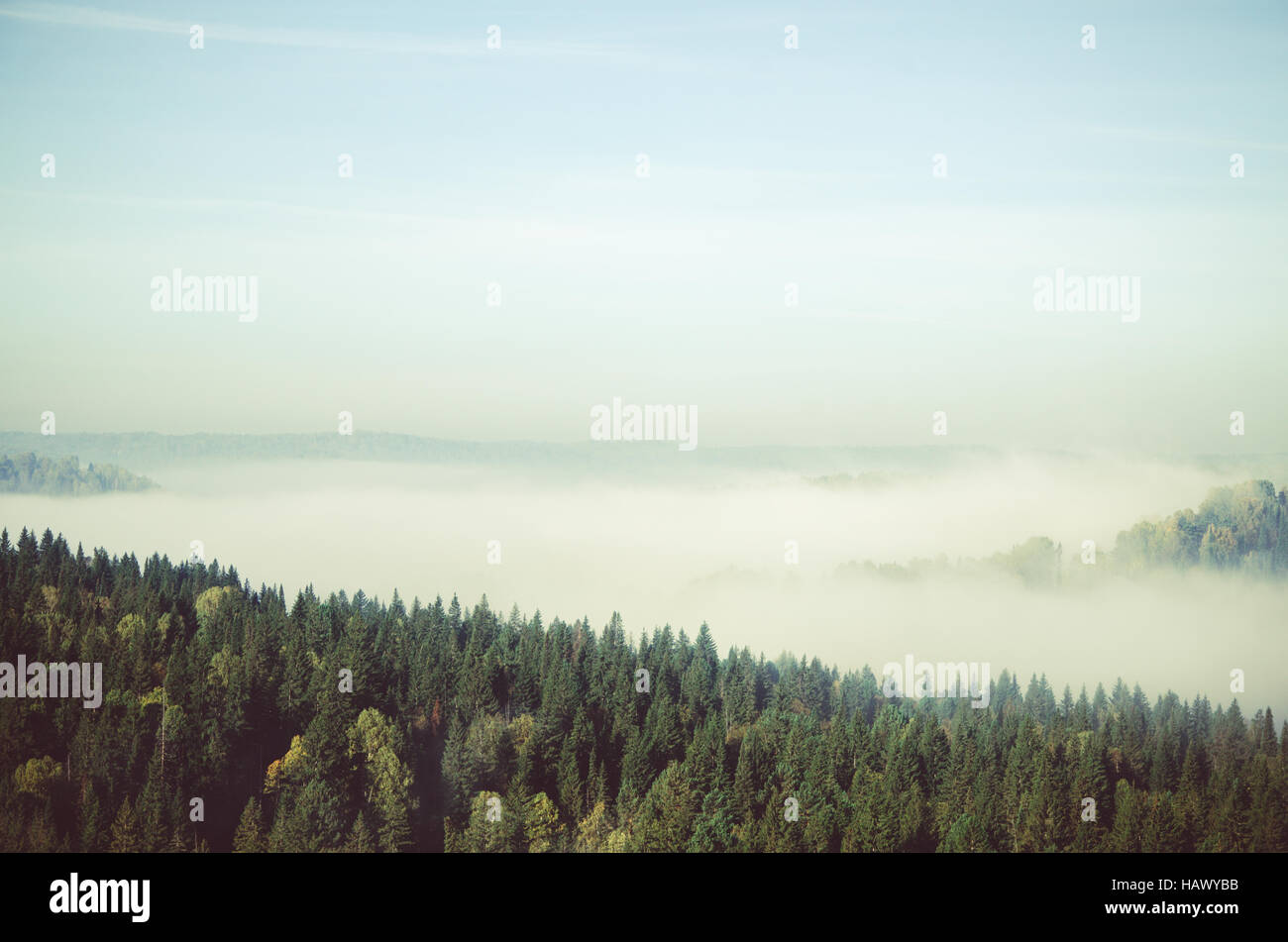 thick fog covered with thick coniferous forest. forest with a bird's ...