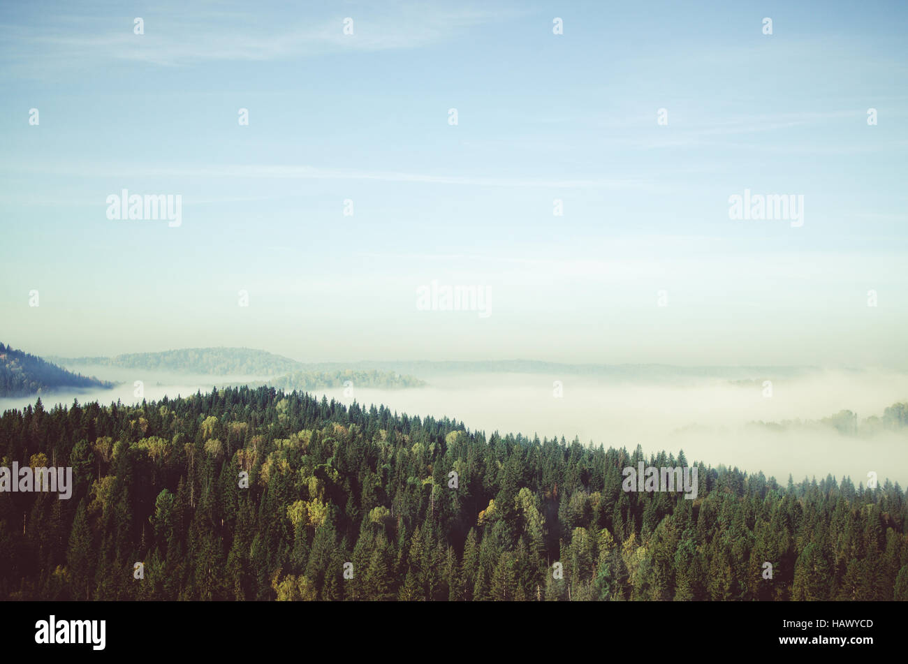 thick fog covered with thick coniferous forest. forest with a bird's ...