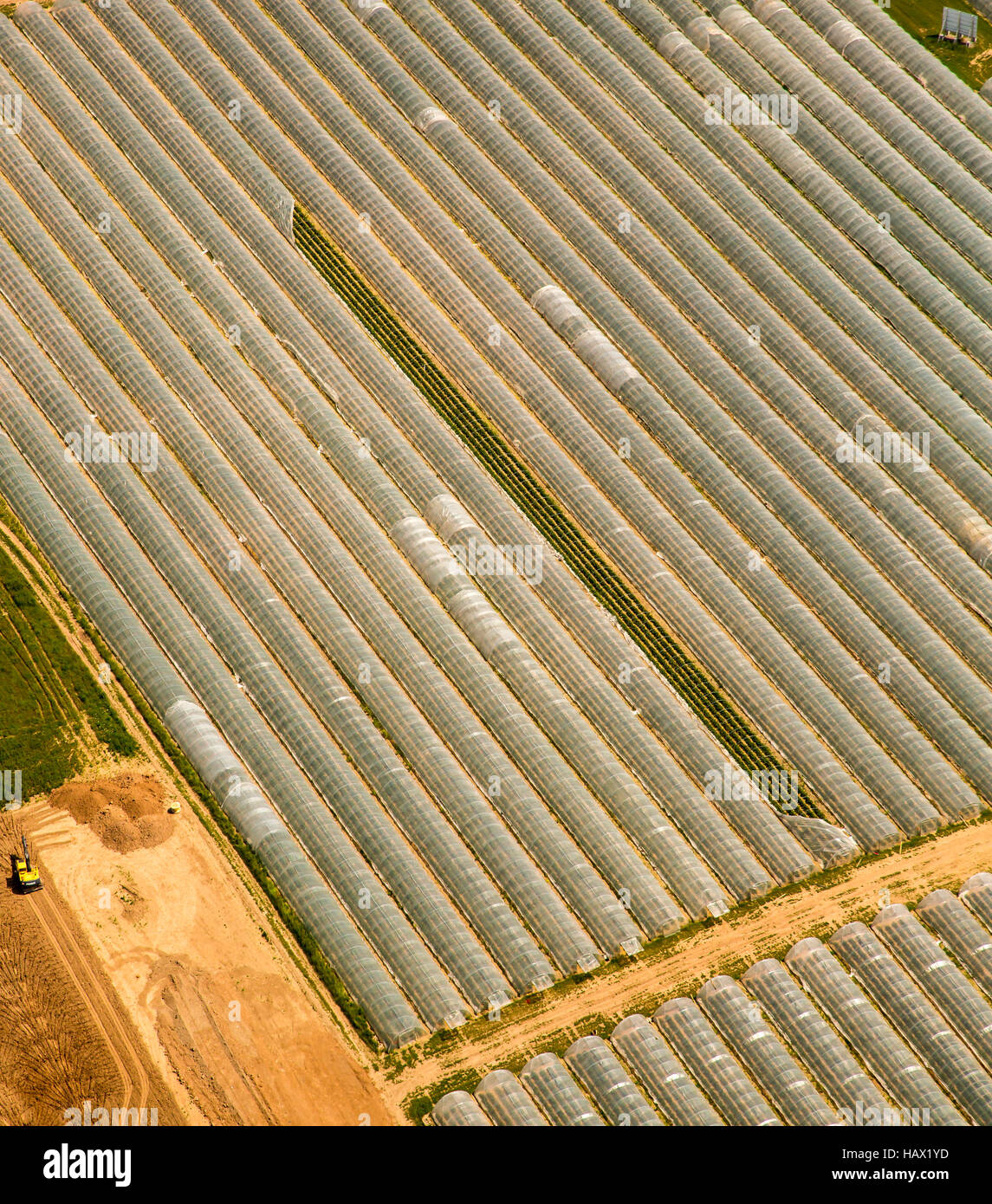 Field strawberry hi-res stock photography and images - Alamy