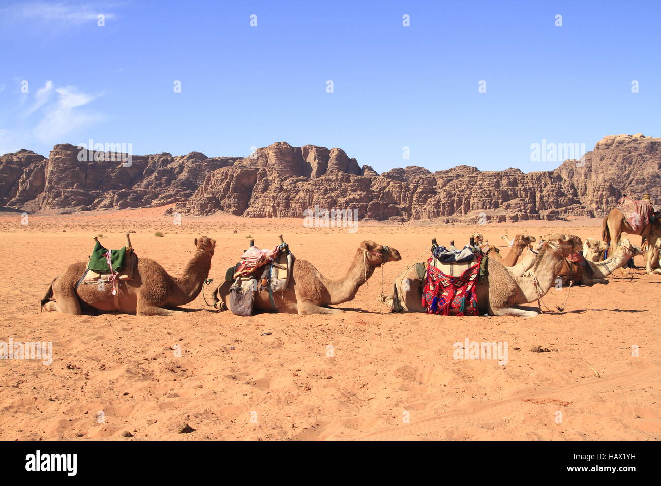 Berg kamel hi-res stock photography and images - Alamy