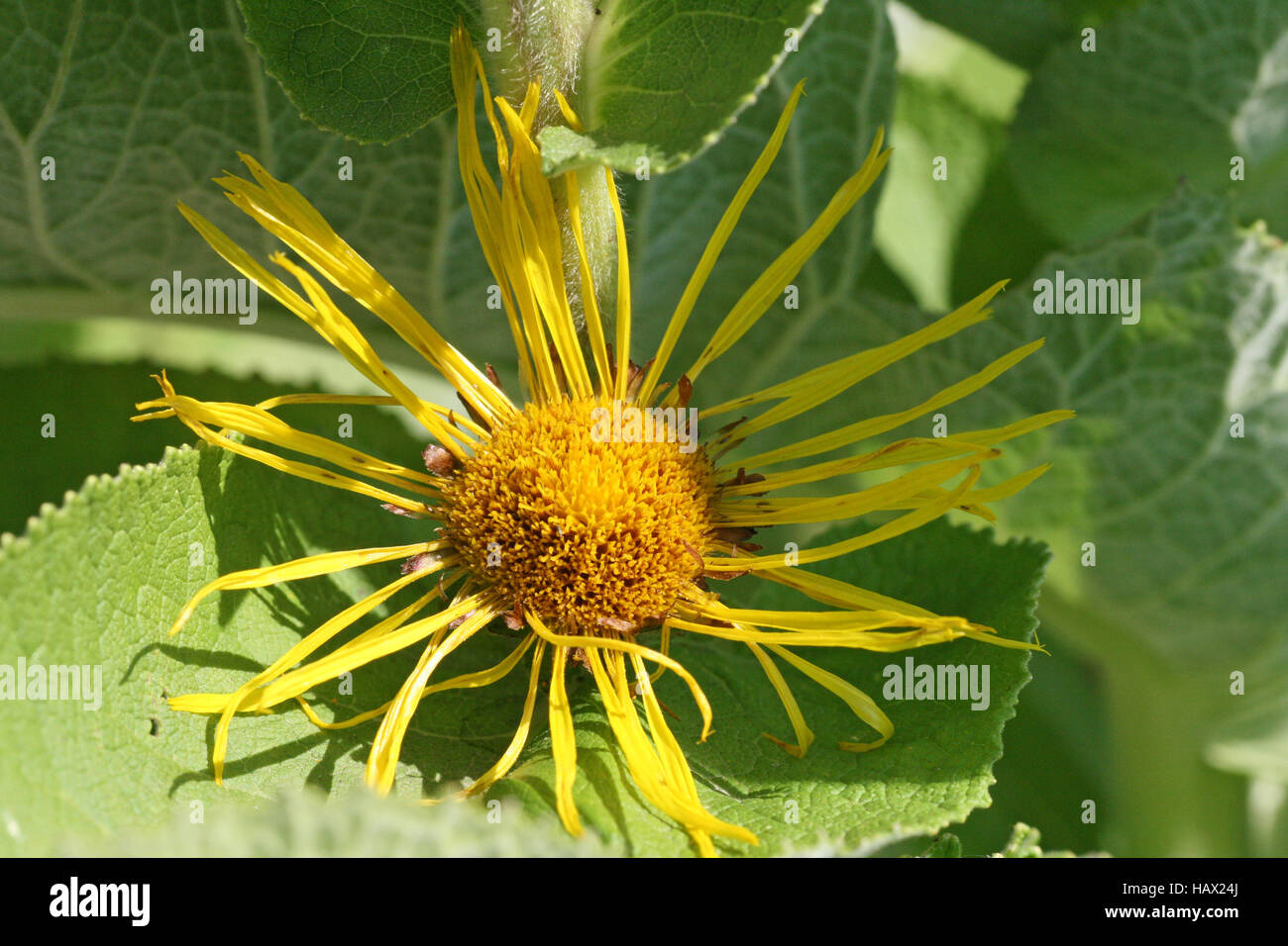 Inula Magnifica High Resolution Stock Photography and Images - Alamy