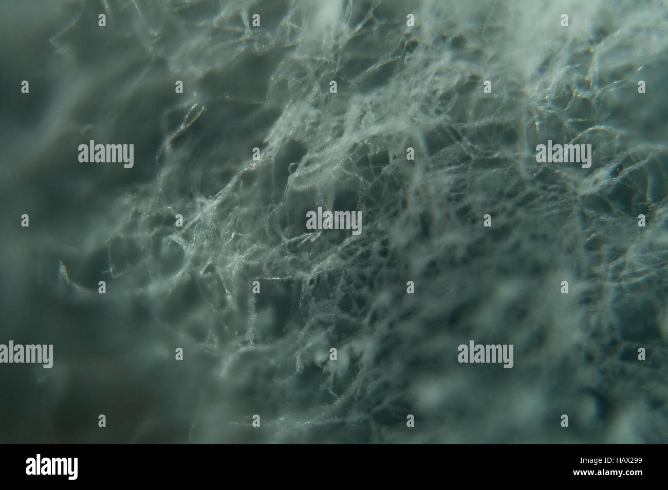 Texture of blue mold through microscope Stock Photo - Alamy