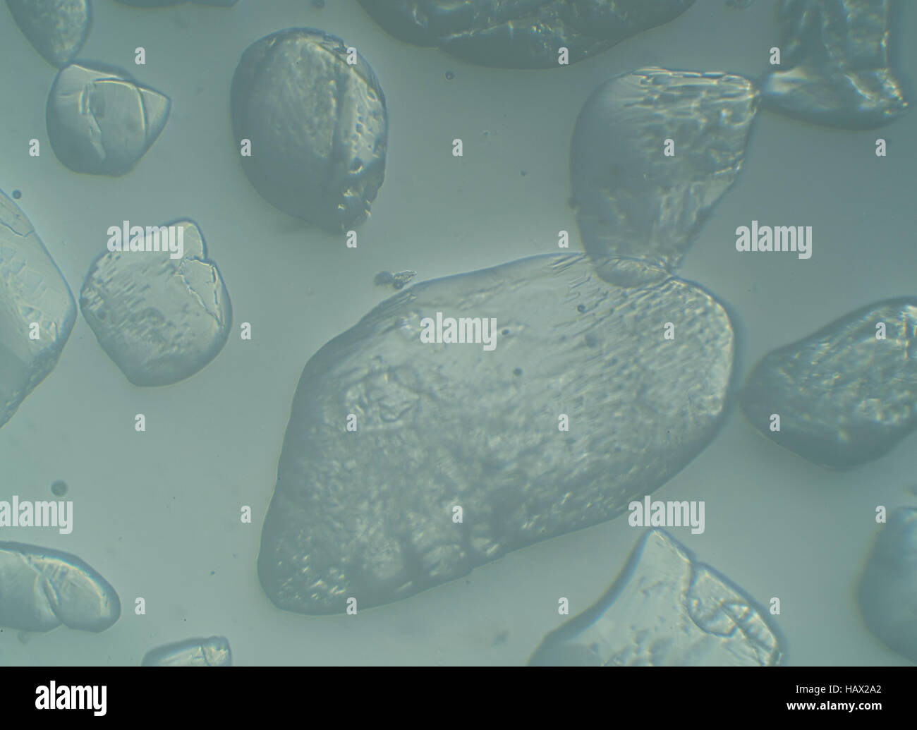 Sugar microscope hi-res stock photography and images - Alamy