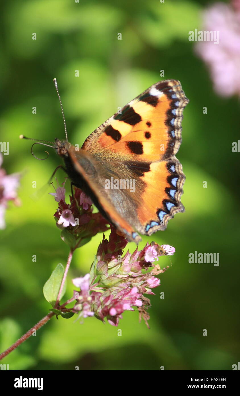 Butterfly, little fox Stock Photo - Alamy