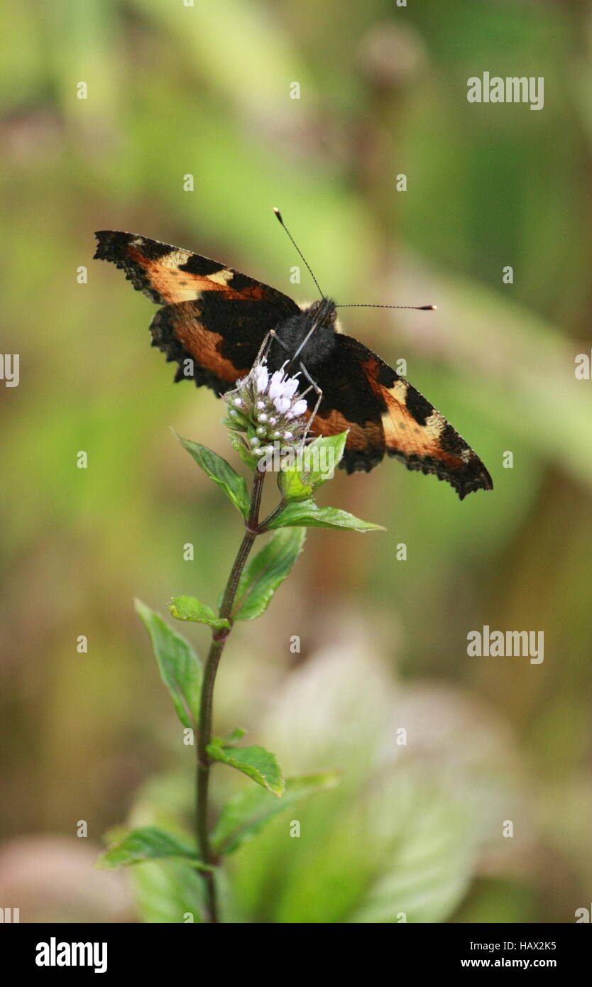 Butterfly, little fox Stock Photo - Alamy