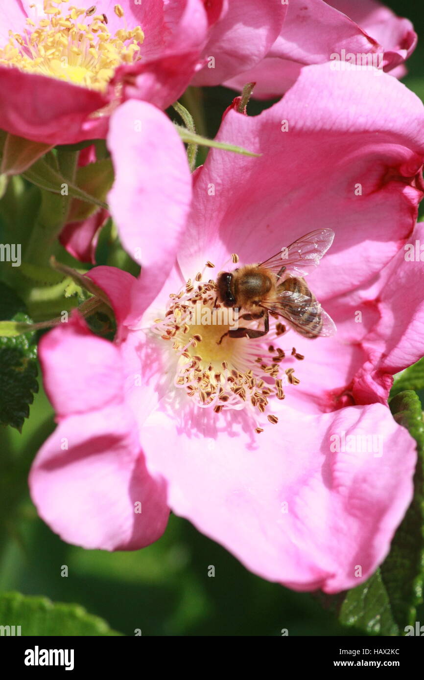 Rose with Bee Stock Photo - Alamy