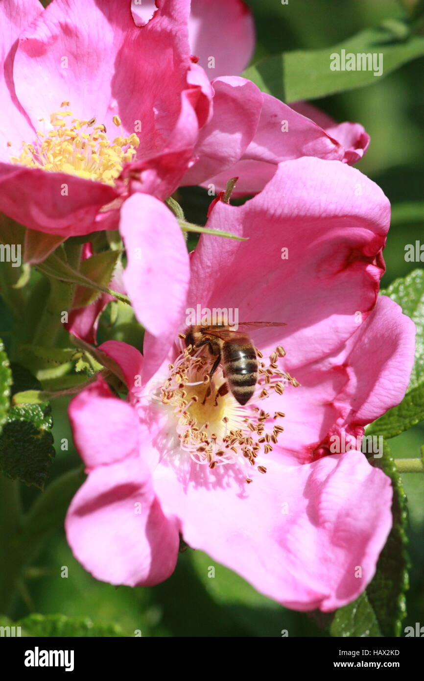 Rose with Bee Stock Photo - Alamy