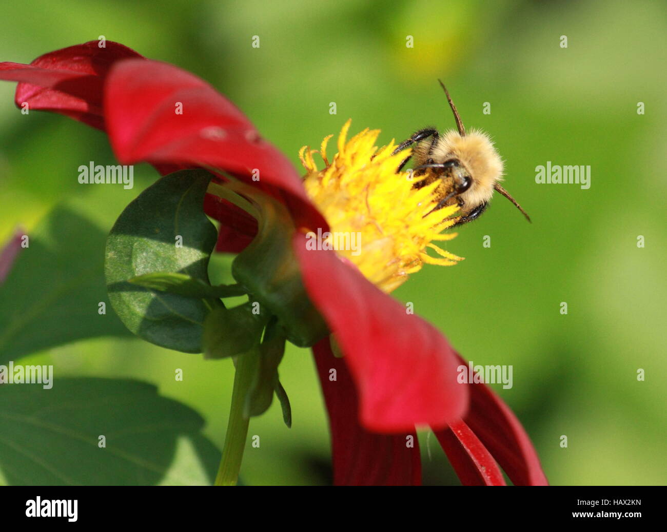 Hummel on red dahlia Stock Photo - Alamy