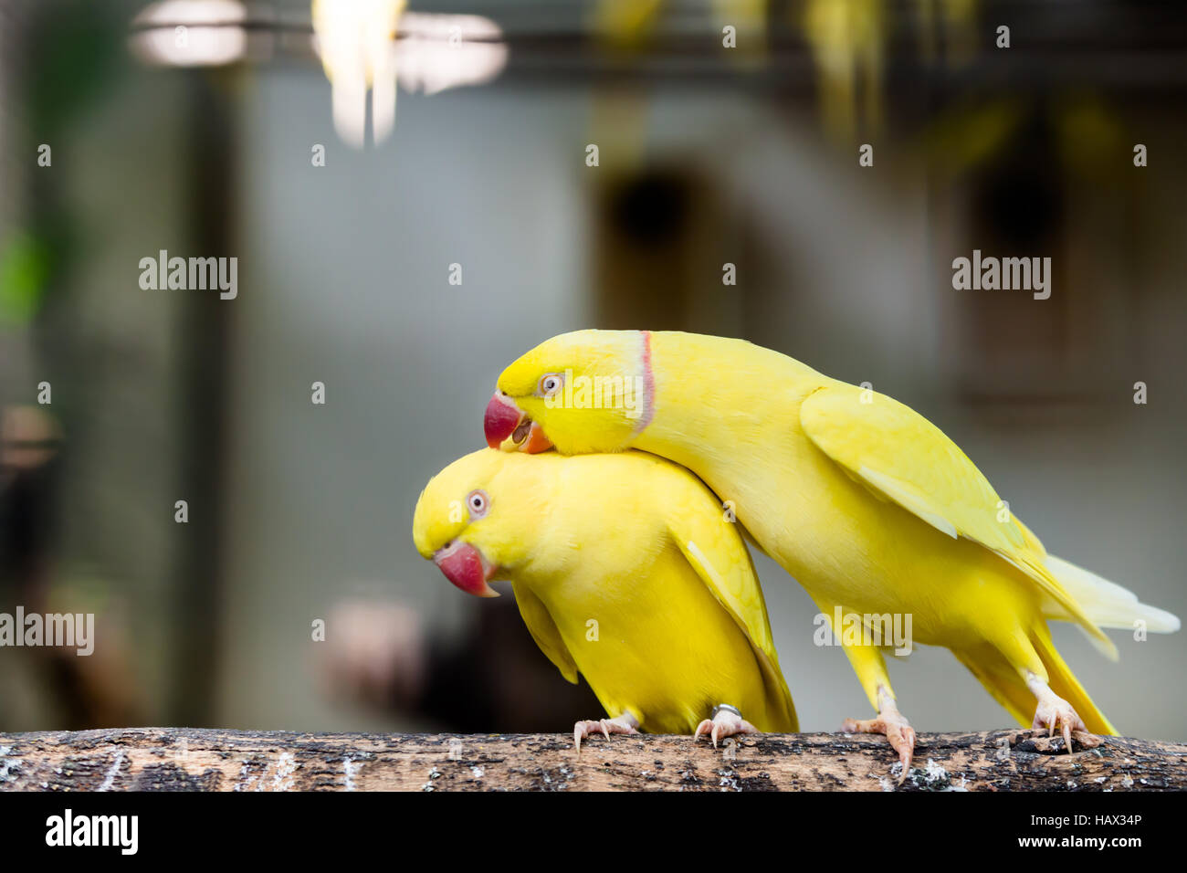 Rose bird hi-res stock photography and images - Alamy