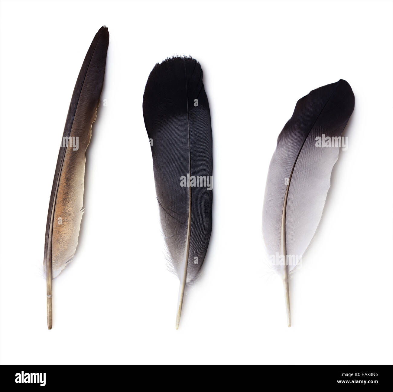 Set of three pigeon feathers isolated on white Stock Photo - Alamy