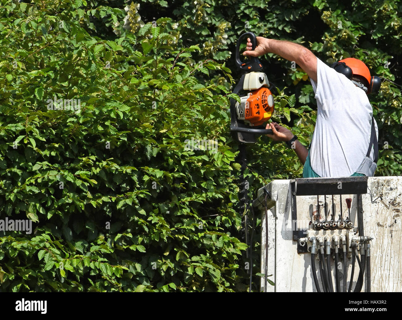 Lumberjack at work with a chain saw Stock Photo - Alamy
